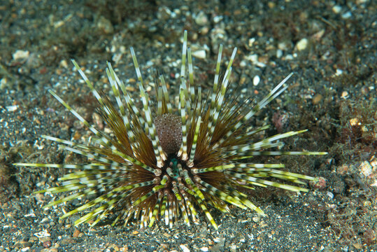 Aculei Bilder – Durchsuchen 428 Archivfotos, Vektorgrafiken und Videos ...