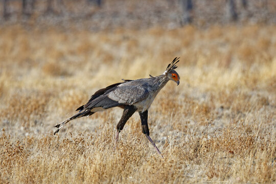 รูปภาพSagittariidae – เลือกดูภาพถ่ายสต็อก เวกเตอร์ และวิดีโอ1,267 ...