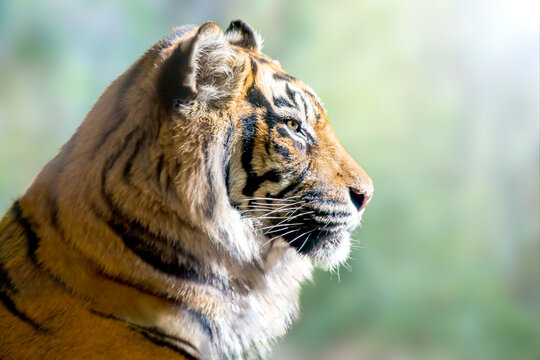 Pfettenkopf Bilder – Durchsuchen 849 Archivfotos, Vektorgrafiken und ...