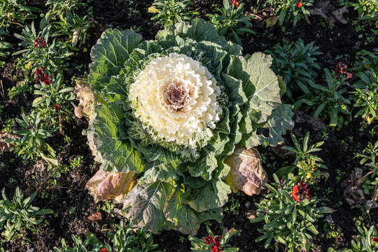 รูปภาพZier – เลือกดูภาพถ่ายสต็อก เวกเตอร์ และวิดีโอ9,938 | Adobe Stock