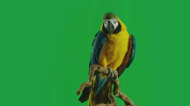 Poll-Parrot Images – Browse 179 Stock Photos, Vectors, and Video ...