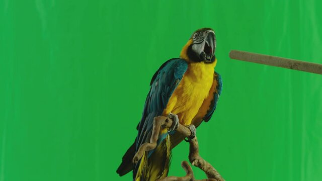 Poll-Parrot Images – Browse 179 Stock Photos, Vectors, and Video ...