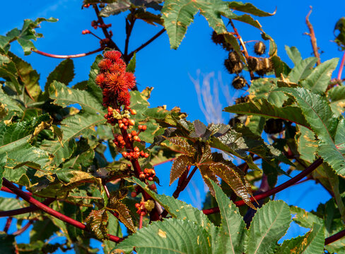 Rizinusstrauch Bilder – Durchsuchen 794 Archivfotos, Vektorgrafiken und ...