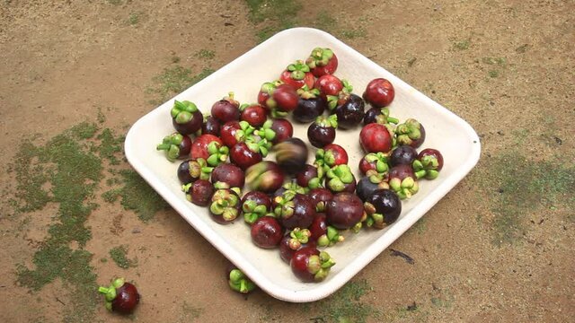 รูปภาพMangostine – เลือกดูภาพถ่ายสต็อก เวกเตอร์ และวิดีโอ97 | Adobe Stock
