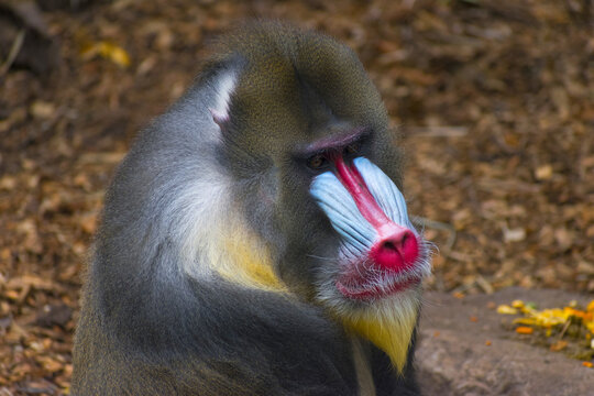 รูปภาพMandril – เลือกดูภาพถ่ายสต็อก เวกเตอร์ และวิดีโอ48,271 | Adobe Stock