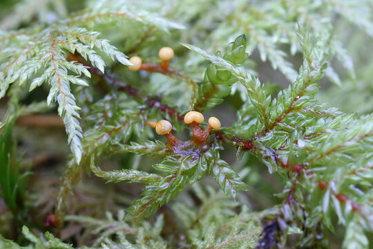 รูปภาพSynangium – เลือกดูภาพถ่ายสต็อก เวกเตอร์ และวิดีโอ3,248 | Adobe Stock