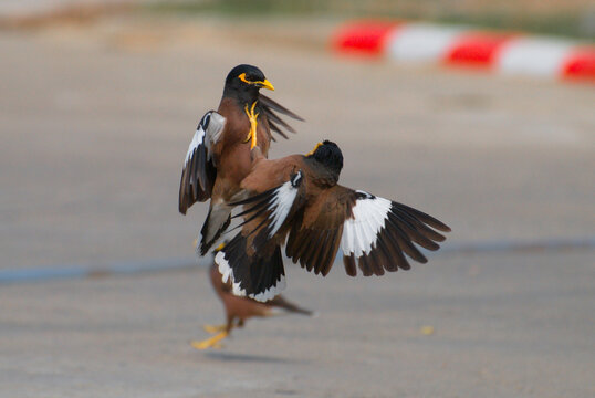 Roost Images – Parcourir 200,203 le catalogue de photos, vecteurs et ...