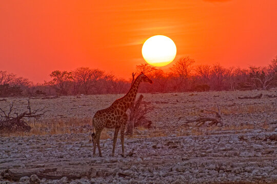 รูปภาพAngola-Giraffe – เลือกดูภาพถ่ายสต็อก เวกเตอร์ และวิดีโอ62 | Adobe ...