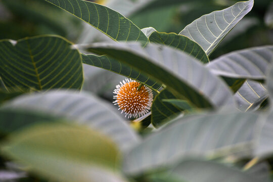 Burflower-Tree Images – Browse 63 Stock Photos, Vectors, and Video ...