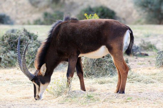 Antilope Sable Images – Browse 688 Stock Photos, Vectors, and Video ...