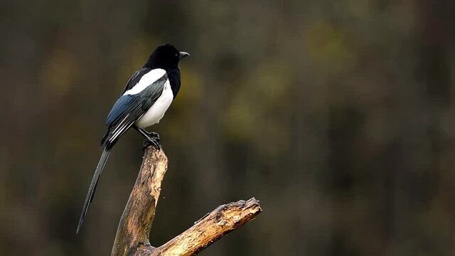 Sroka Images – Browse 339 Stock Photos, Vectors, and Video | Adobe Stock