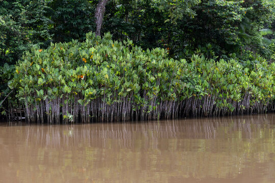 Aninga Images – Browse 38 Stock Photos, Vectors, and Video | Adobe Stock