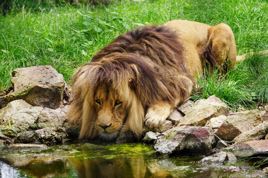 Lion Drinking Water Images – Browse 3,039 Stock Photos, Vectors, and ...