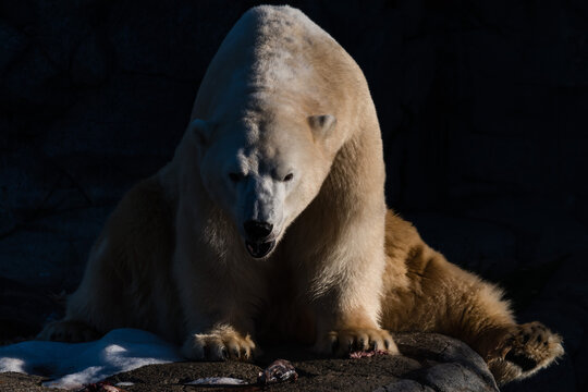 Hypercarnivorous Bilder – Durchsuchen 368 Archivfotos, Vektorgrafiken ...