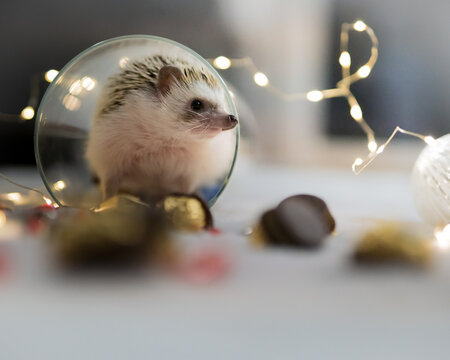 รูปภาพTieraugen – เลือกดูภาพถ่ายสต็อก เวกเตอร์ และวิดีโอ131 | Adobe Stock