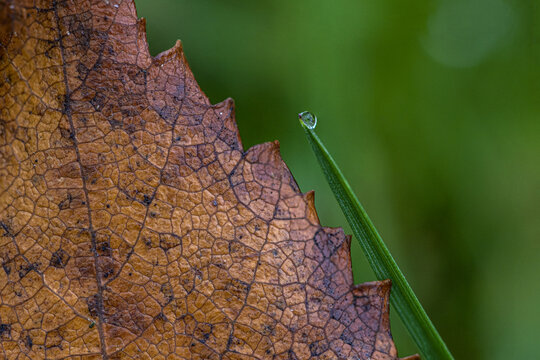 Stipel Bilder – Durchsuchen 960 Archivfotos, Vektorgrafiken und Videos ...