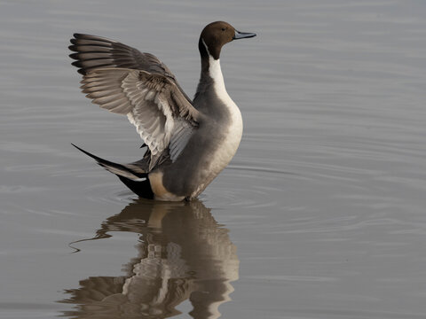 Acuta Images – Browse 1,700 Stock Photos, Vectors, and Video | Adobe Stock