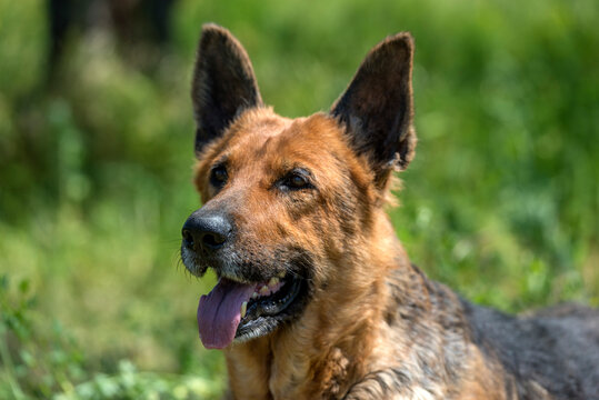 Panacod Bilder – Durchsuchen 4,362 Archivfotos, Vektorgrafiken und ...