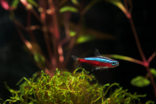 Neonfische Bilder – Durchsuchen 17,664 Archivfotos, Vektorgrafiken und ...