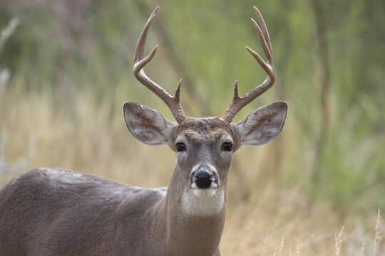 Cervidae Images – Browse 1,009,741 Stock Photos, Vectors, and Video ...