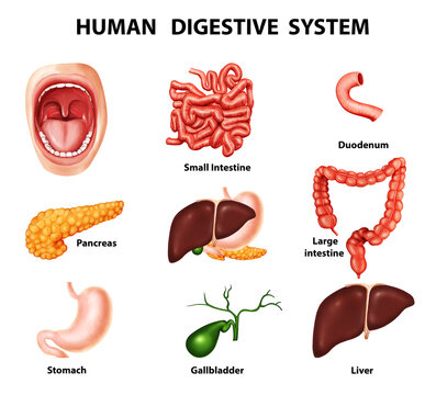 Outline Of Human Digestive System Images – Browse 8,147 Stock Photos ...