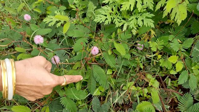 "Touch Me Not" Bilder – Durchsuchen 212 Archivfotos, Vektorgrafiken und ...