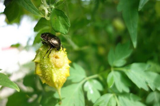 รูปภาพBettle – เลือกดูภาพถ่ายสต็อก เวกเตอร์ และวิดีโอ818 | Adobe Stock
