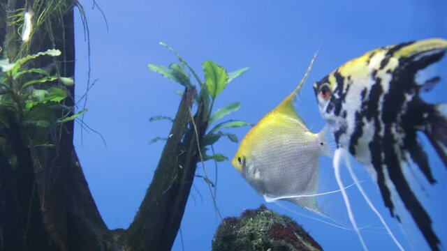 รูปภาพGlass-Fish – เลือกดูภาพถ่ายสต็อก เวกเตอร์ และวิดีโอ593 | Adobe Stock