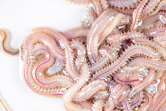 รูปภาพRagworm – เลือกดูภาพถ่ายสต็อก เวกเตอร์ และวิดีโอ255 | Adobe Stock