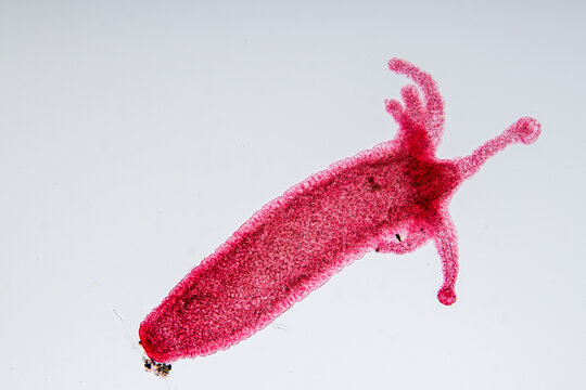 Hydra Under Microscope