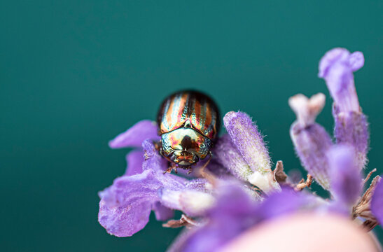 lavender beetle