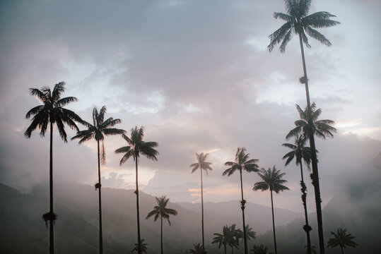 รูปภาพPalmas – เลือกดูภาพถ่ายสต็อก เวกเตอร์ และวิดีโอ14,432 | Adobe Stock