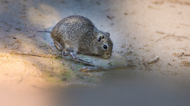 Microcavia Images – Browse 16 Stock Photos, Vectors, and Video | Adobe ...