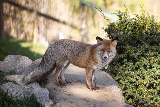 Leisefuchs Bilder – Durchsuchen 470 Archivfotos, Vektorgrafiken und ...