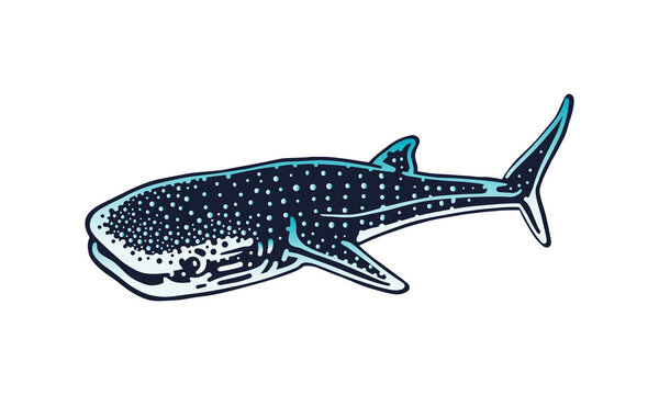 Butanding Images – Browse 1,945 Stock Photos, Vectors, and Video ...