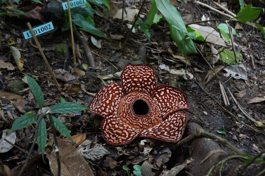 861 BEST Rafflesia IMAGES, STOCK PHOTOS & VECTORS | Adobe Stock