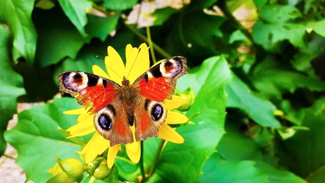 "Bright Butterfly" Images – Browse 349 Stock Photos, Vectors, and Video ...