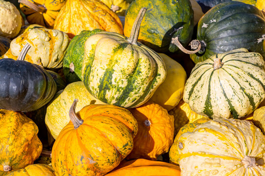Cucurbitacée Images – Parcourir 29,153 le catalogue de photos, vecteurs ...