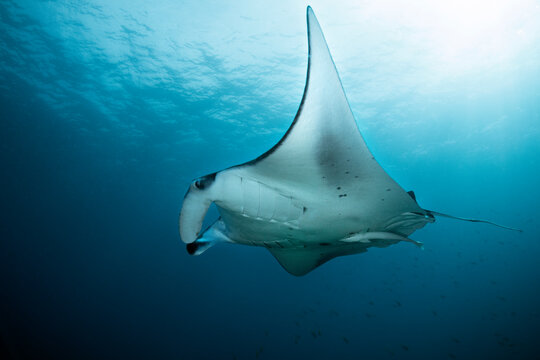 Putzerfisch Bilder – Durchsuchen 2,869 Archivfotos, Vektorgrafiken und ...