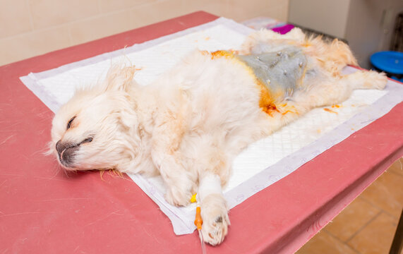 รูปภาพPyometra – เลือกดูภาพถ่ายสต็อก เวกเตอร์ และวิดีโอ252 | Adobe Stock