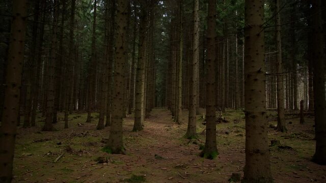 "Deep Forest" Images – Parcourir 4,398 le catalogue de photos, vecteurs ...