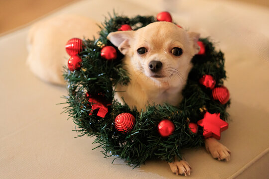 tselykh photos, images, assets | Adobe Stock