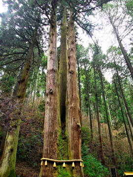 「Shinboku」の写真素材 | 19件の無料イラスト画像 | Adobe Stock