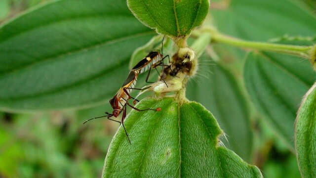 รูปภาพPercevejo – เลือกดูภาพถ่ายสต็อก เวกเตอร์ และวิดีโอ292 | Adobe Stock