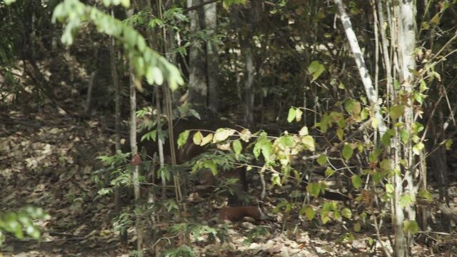 Imagens de Cathemeral – Explore Fotografias do Stock, Vetores e Vídeos ...