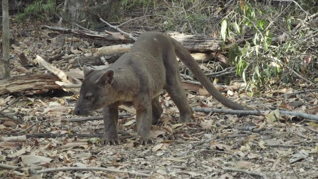 Obrazy (Cathemeral) — zdjęcia, wektory i wideo bez tantiem (65) | Adobe ...