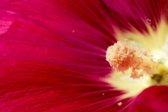 รูปภาพGenera – เลือกดูภาพถ่ายสต็อก เวกเตอร์ และวิดีโอ125,143 | Adobe Stock