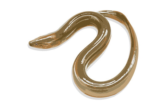 รูปภาพKnifefish – เลือกดูภาพถ่ายสต็อก เวกเตอร์ และวิดีโอ173 | Adobe Stock