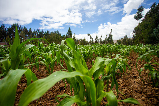「Acrecentar」の画像 - 5,783 件の Stock 写真、ベクターおよびビデオ | Adobe Stock