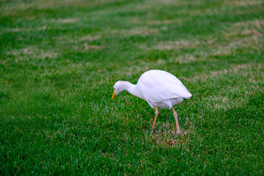 Erget Bilder – Durchsuchen 113 Archivfotos, Vektorgrafiken und Videos ...